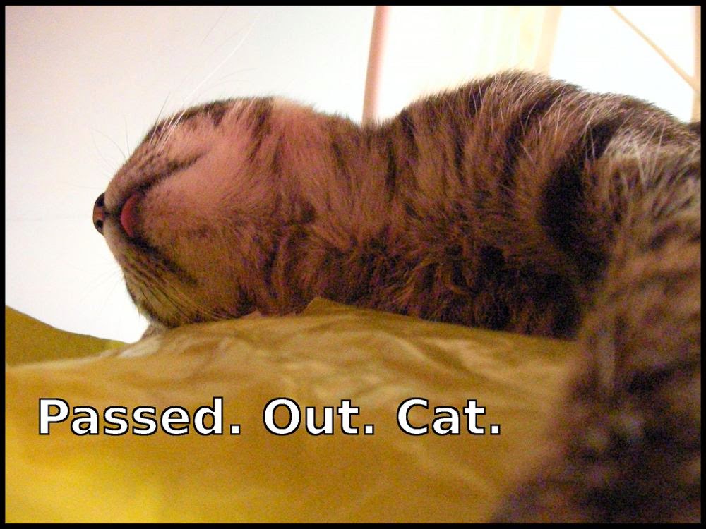 The Great Beyond: Passed Out Cat and a Blowfish MAZE