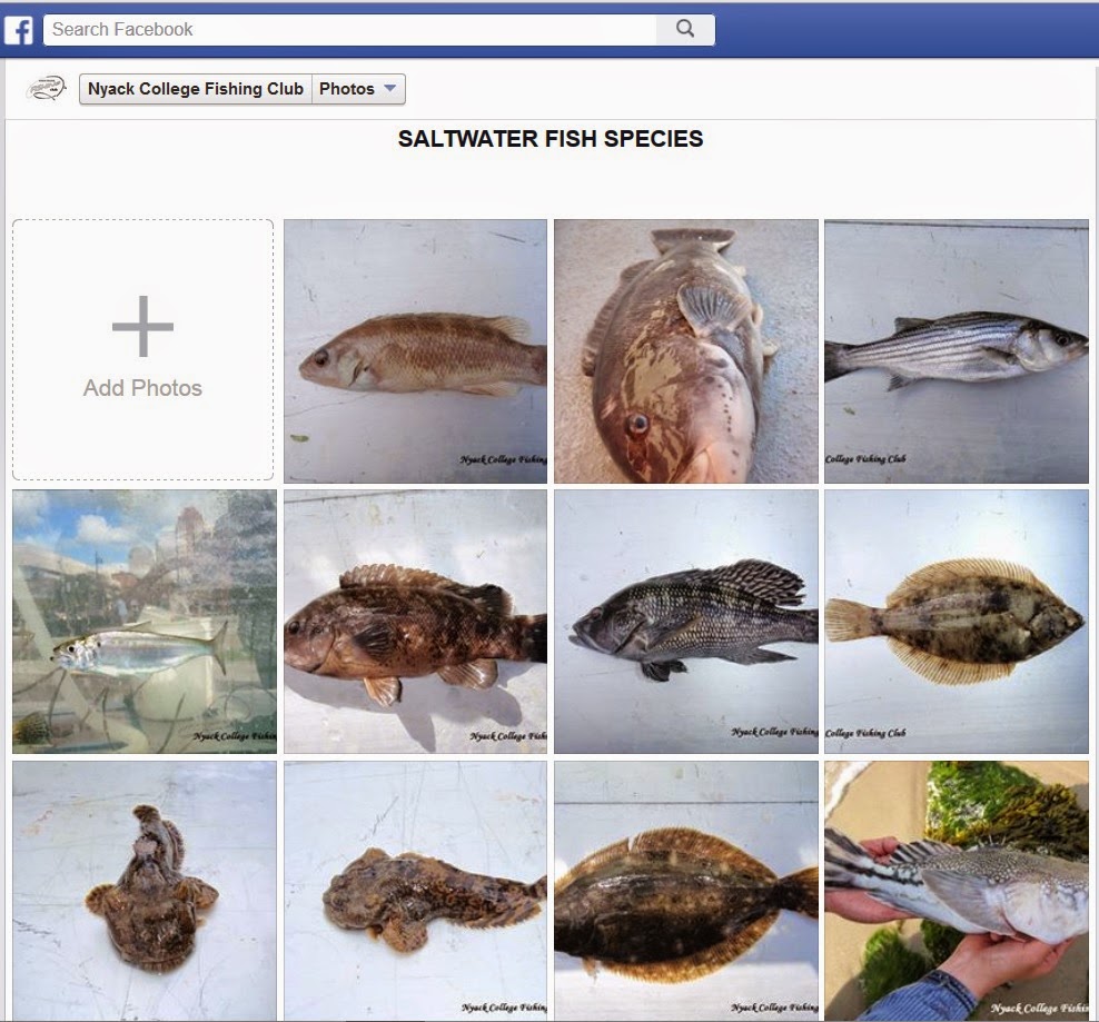 Saltwater Fish Identification