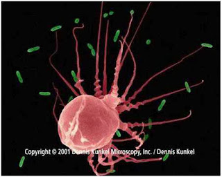 my blog: biologi sistem imun