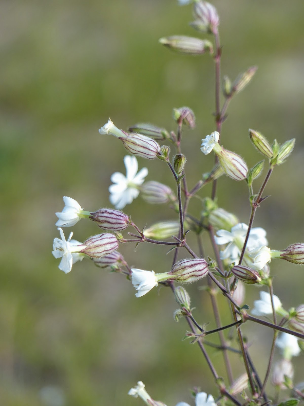Silene latifolia subsp. alba | Wild flowers of Europe by Anita Beijer