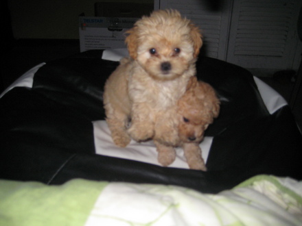 Imagenes de fresh pull - Imagui