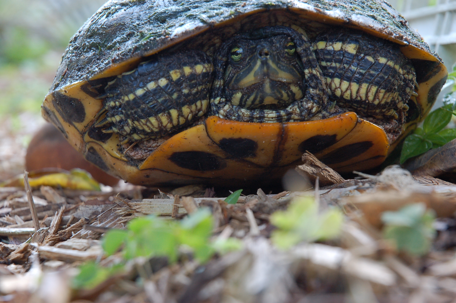 What a Healthy Family Eats: 2013