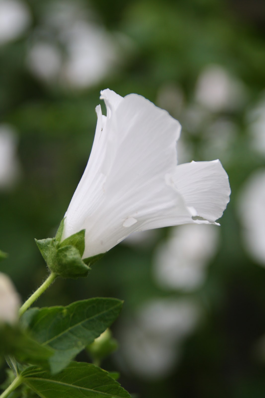 Frk. Anemone: Hvide blomster med X-Faktor