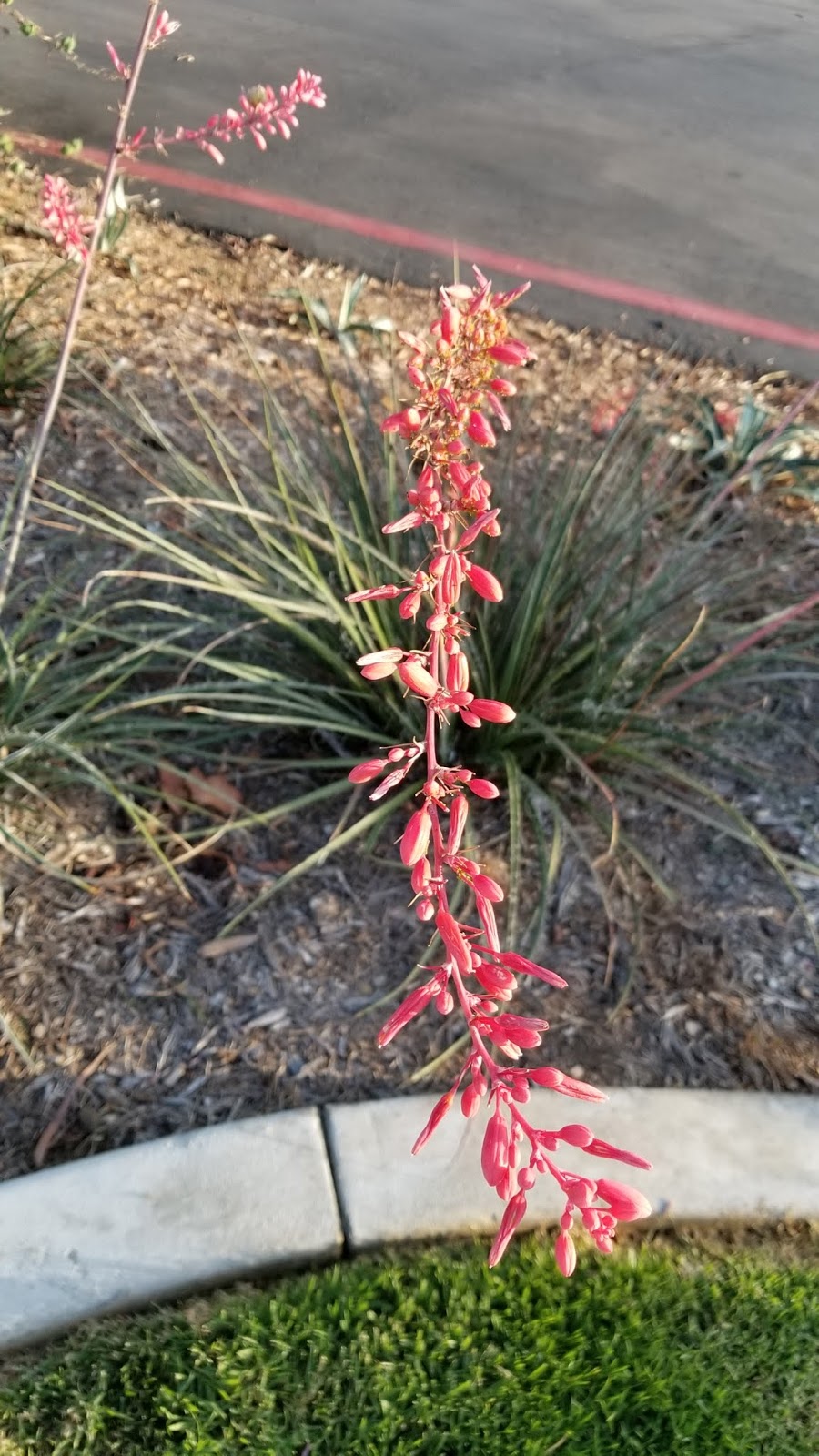 The 2 Minute Gardener: Photo - Red Yucca (Hesperaloe sp. 'Brakelights')