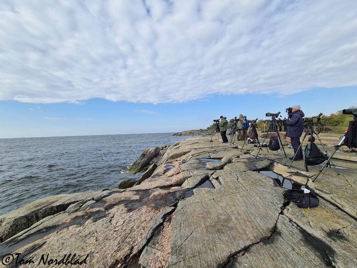 FINNISH BIRDING: Isosaari island 22.5.2021