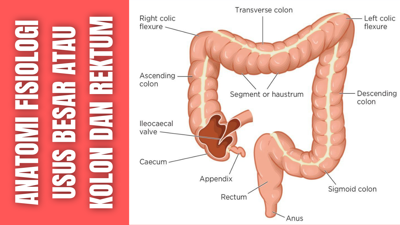 Anatomi Fisiologi Usus Besar atau Kolon dan Rektum Pada Tubuh Manusia - Anatomi Tutorial