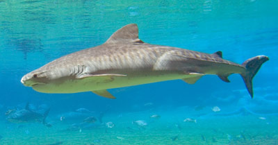 THE ANIMAL WILDLIFE: IKAN HIU MACAN (tiger shark)