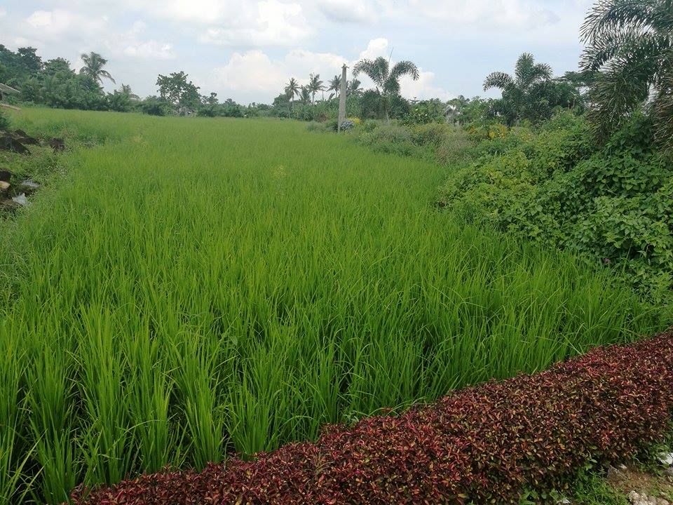 Lemon GreenTea: Day 1: Sonrisa Farm, Cam Sur