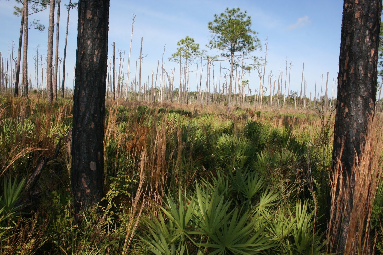 Native Florida Wildflowers: 2019