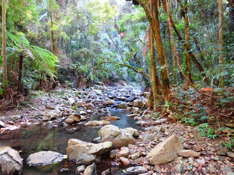 National Park Odyssey: Main Range National Park QLD: Goomburra Section.