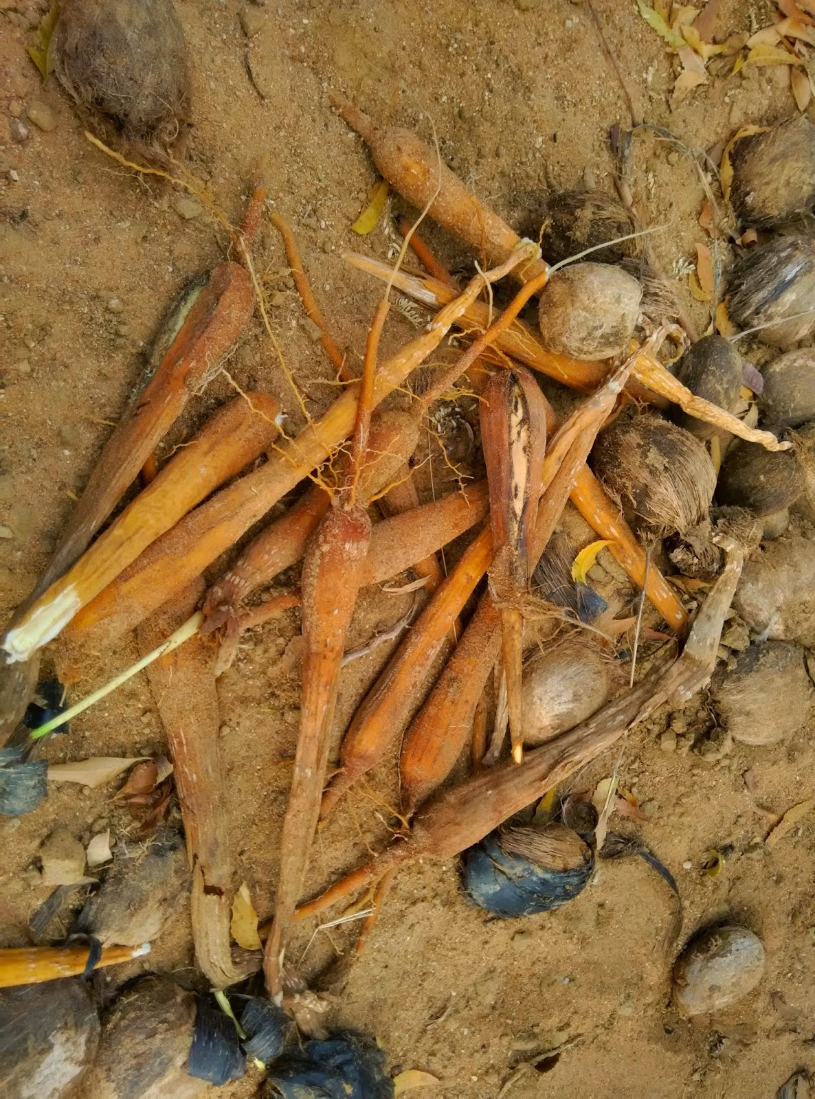 HEALTH BENEFITS OF PALMYRA SPROUT