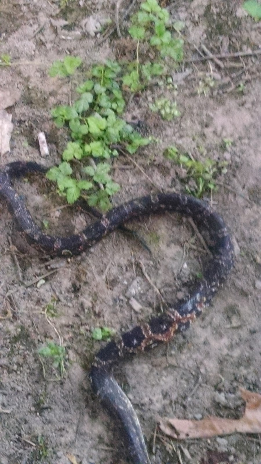 Readers Write In Good Snake Or Bad Snake