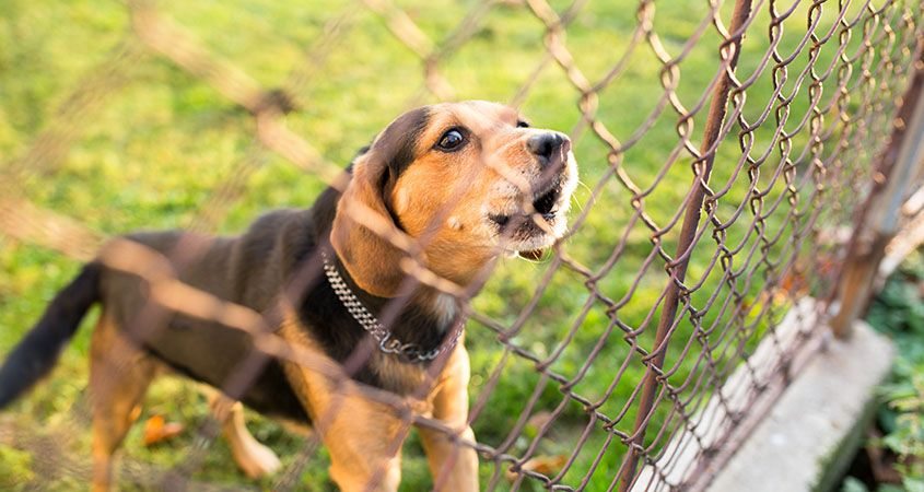 Understanding & Handling Dog Aggression | Australian Dog Lover