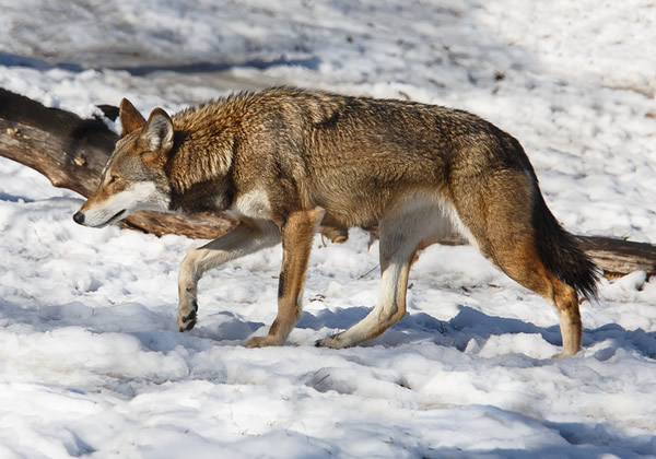 Ecofriendly: Red Wolf
