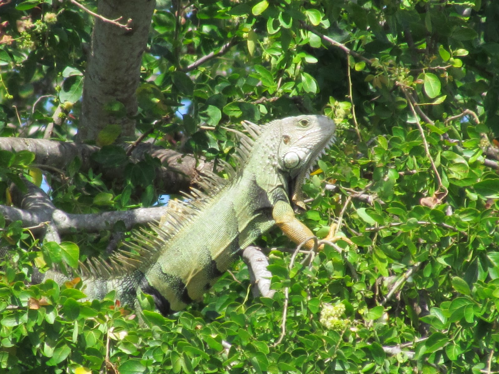 Foto Blog Puerto Rico: Dos tipos de Iguanas. Puerto Rico