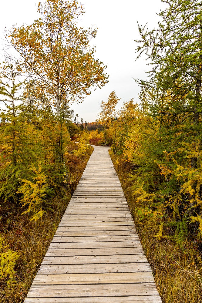 Bitstop: Mer Bleue Bog Trail