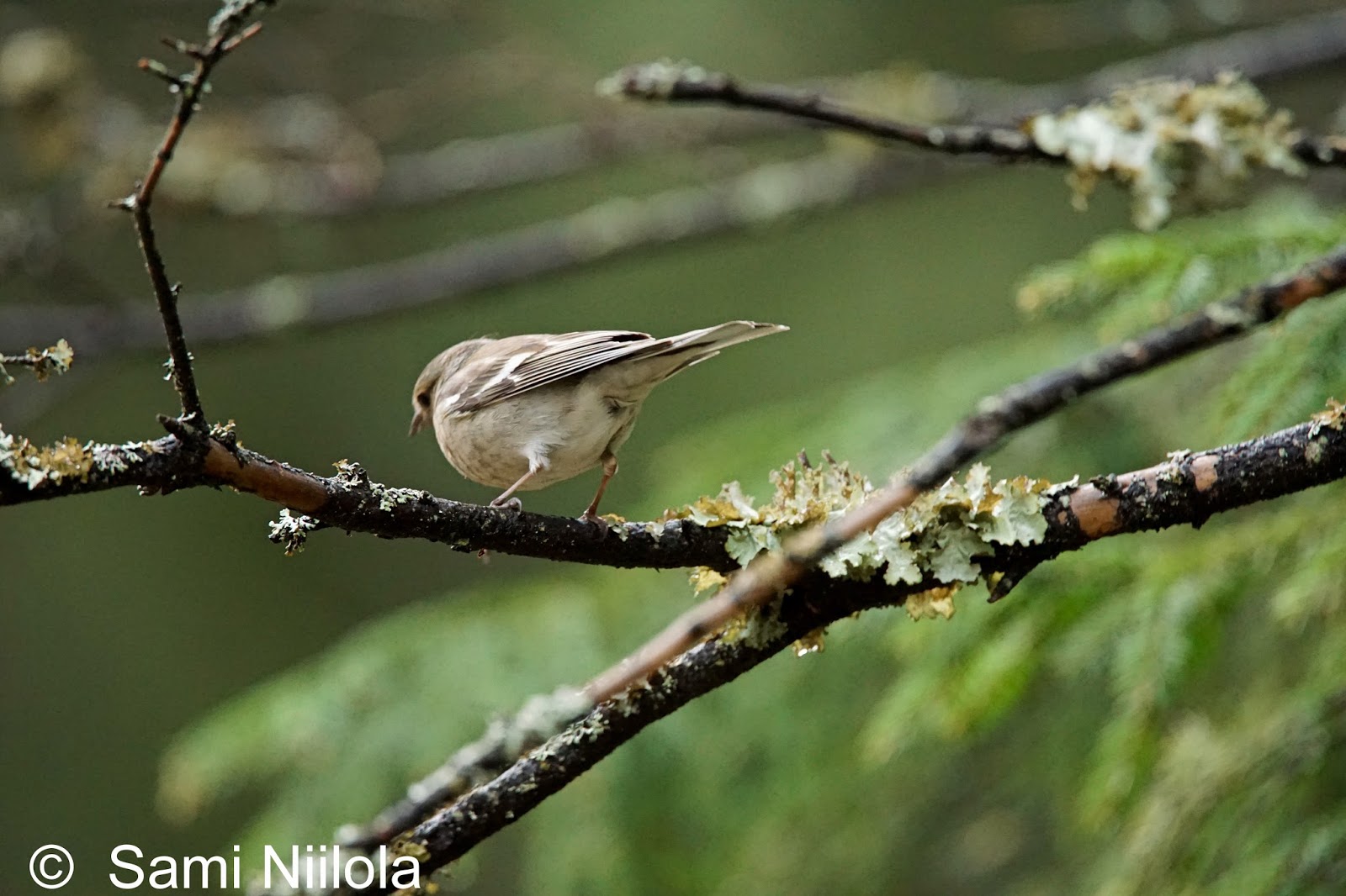 Samin luontokuvia nature photos: PEIPPO The common chaffinch (Fringilla ...