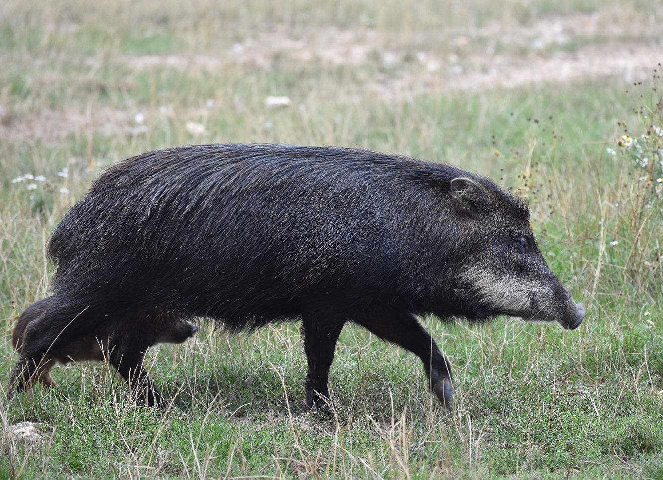 ZOOTOGRAFIANDO (6.100 ANIMALS): PECARI LABIADO / WHITE-LIPPED PECCARY ...