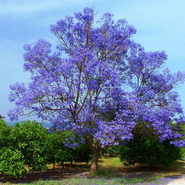 Jacarandá - Jacaranda mimosifolia, D. Don