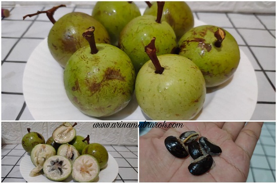 Mengenal Buah Kenitu atau Sawo Hijau - IstanArina I Lifestyle Blog I ...
