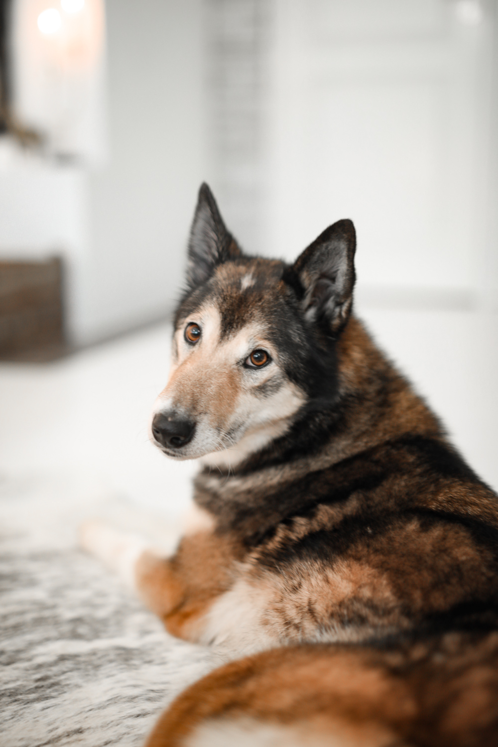 Ihana rescue-koira - terveisiä kotihoidosta! | 100% outdoor