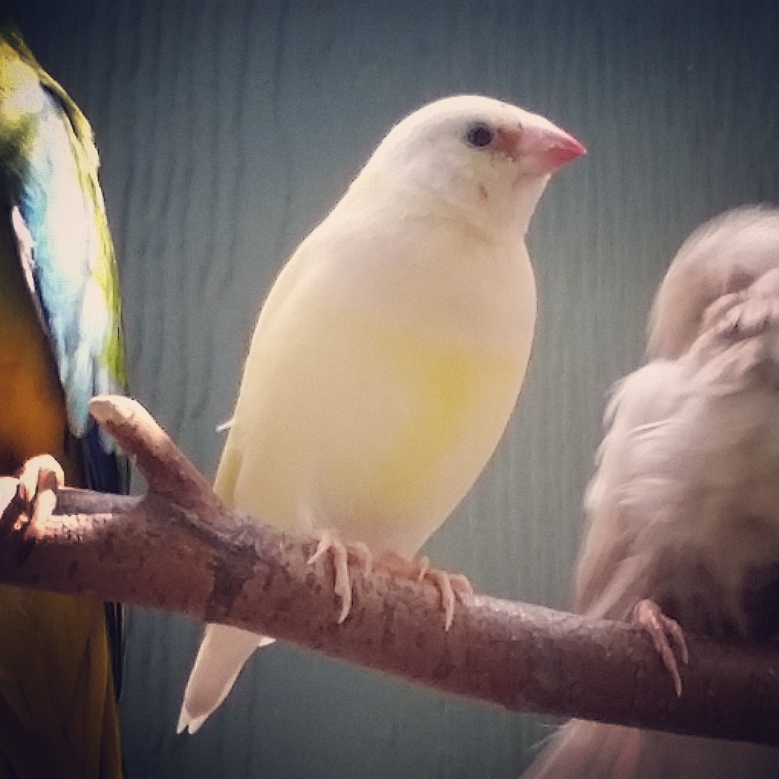 Happy Bird Place Finch and Grasskeet Blog: Breeding season ending. Time ...