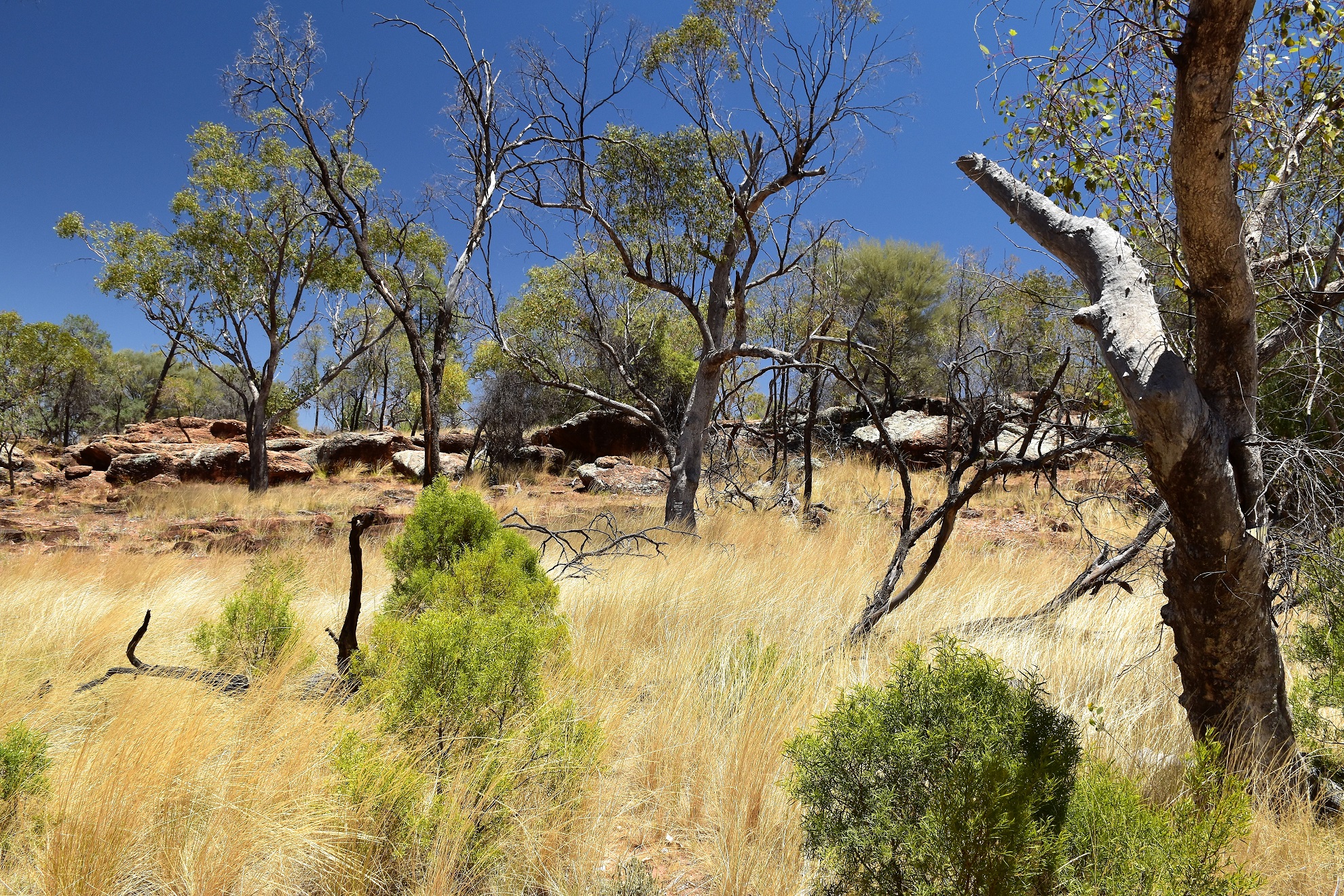 Goin' Feral One Day At A Time: Ngiyampaa Walkabout, Mt Grenfell ...