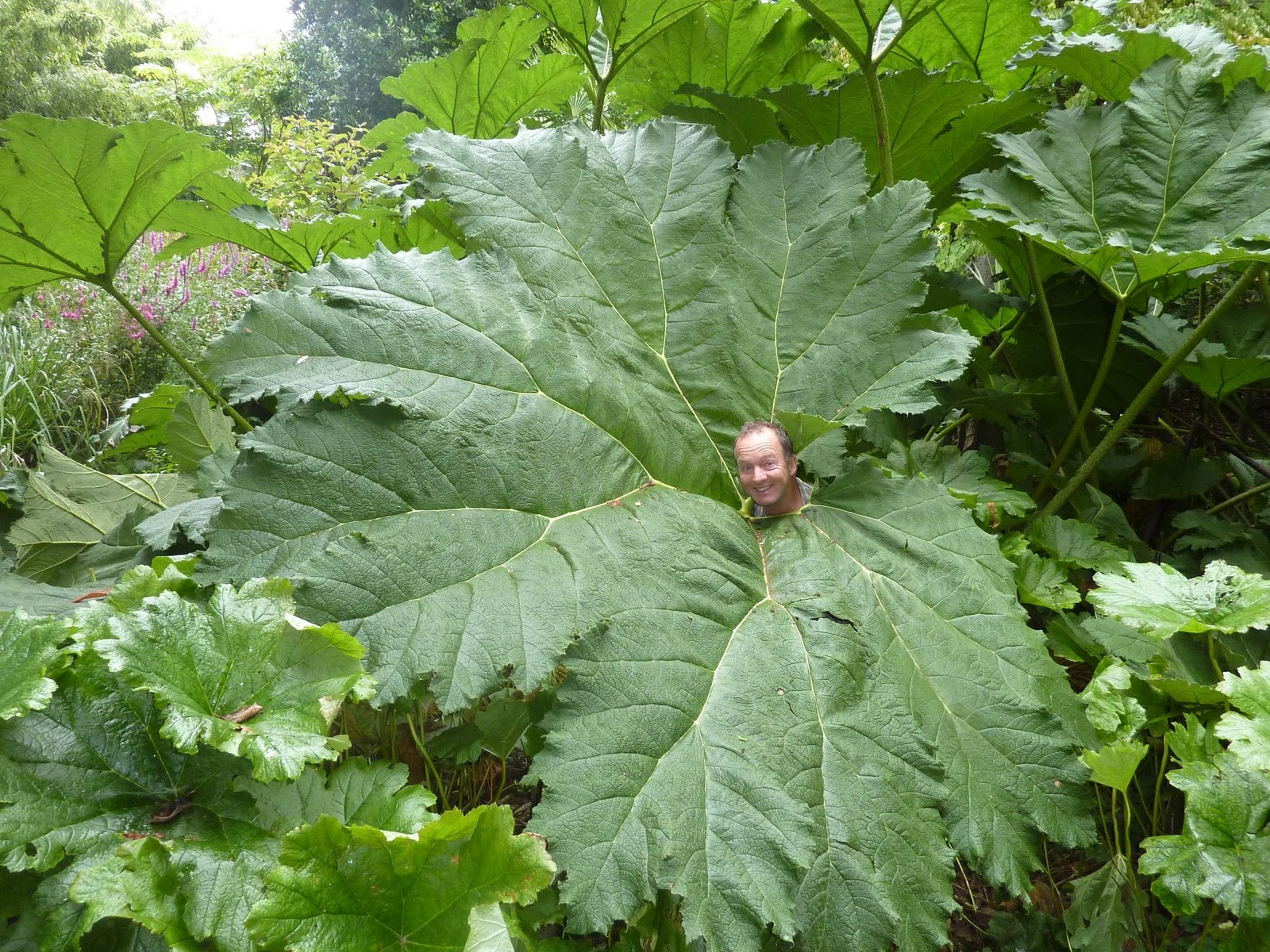 Gunnera manicata - Giant Rhubarb