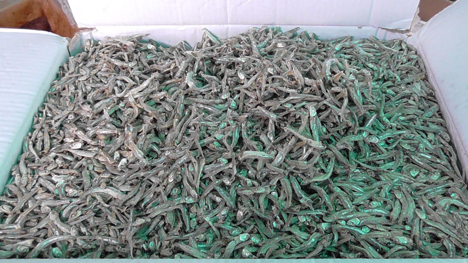 Welcome To the World Of Fish: Ikan Teri (Stolephorus indicus)