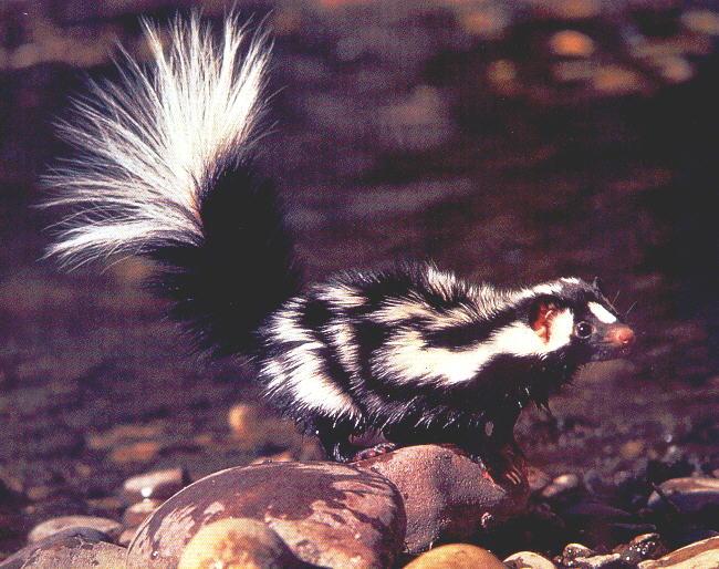 Eastern Spotted Skunk