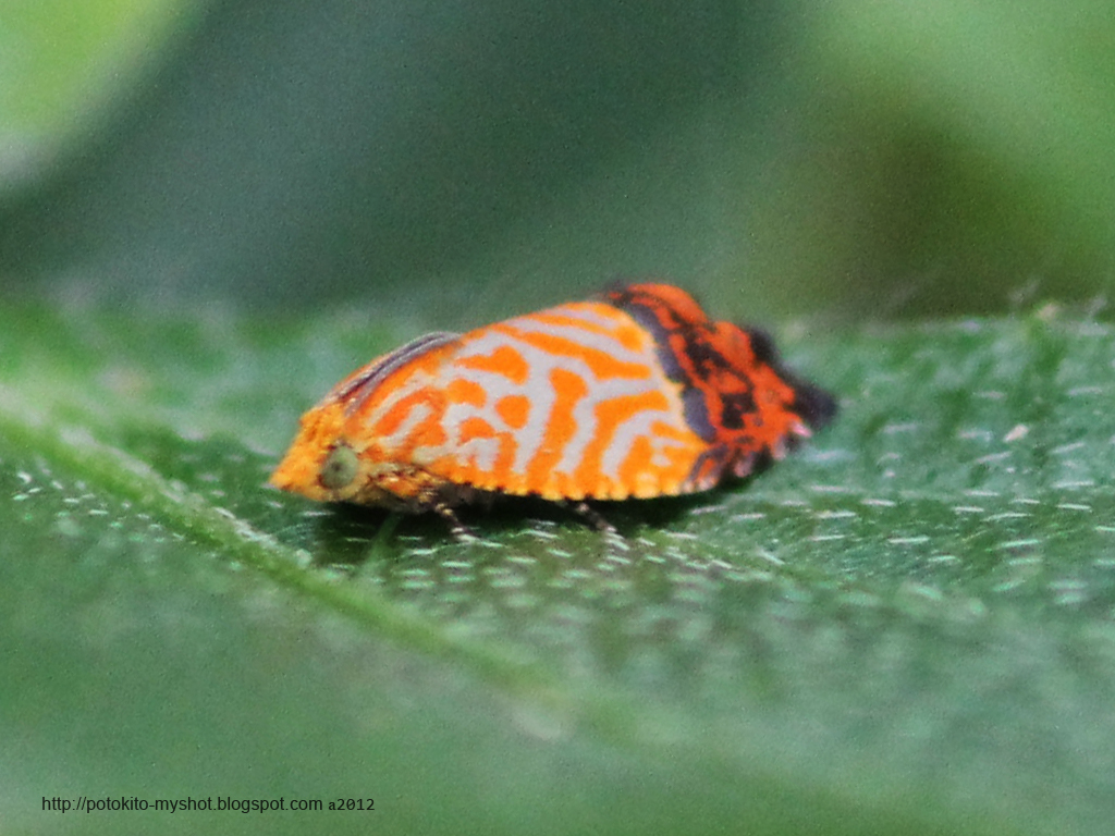 My Shot Gallery of Bengkulu: Orange Tortricid Moth (Loboschiza ...