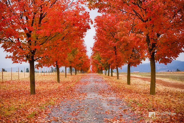 Mustseewallpapers: Most Beautiful Walkways & Roads in the World