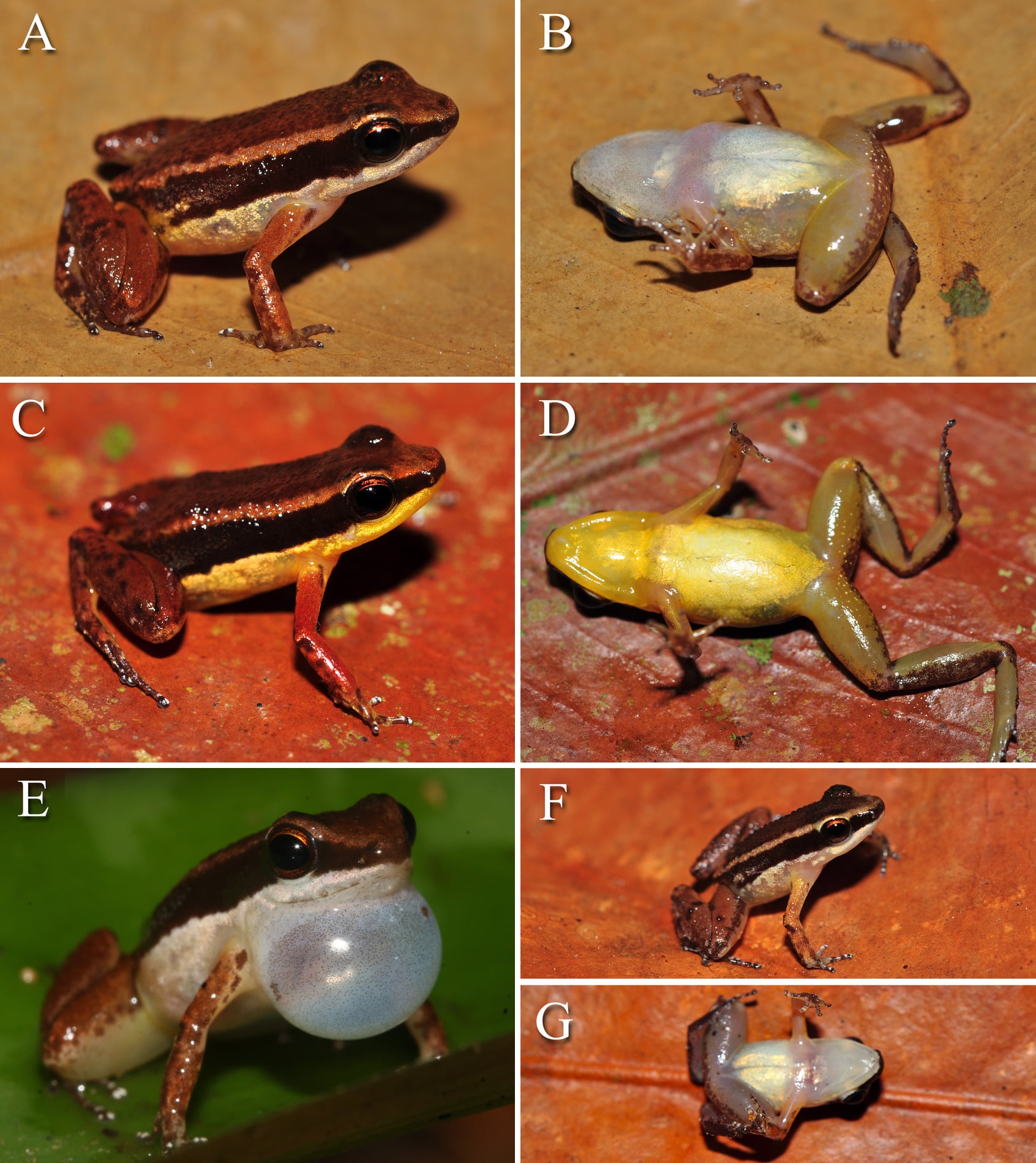 Species New to Science: [Herpetology • 2021] Allobates sieggreenae • A ...