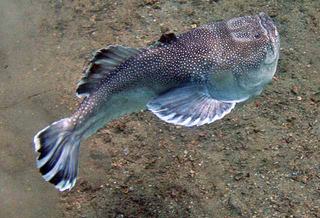 Una fauna electrizante: los peces electrógenos