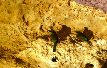 LOS CENOTES DE YUCATAN: La leyenda del pájaro Toh.