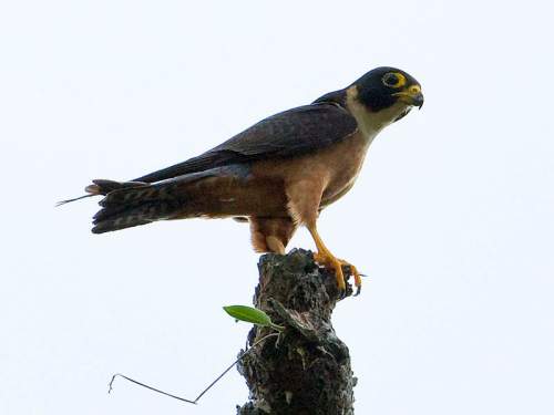 Oriental hobby | Birds of India | Bird World