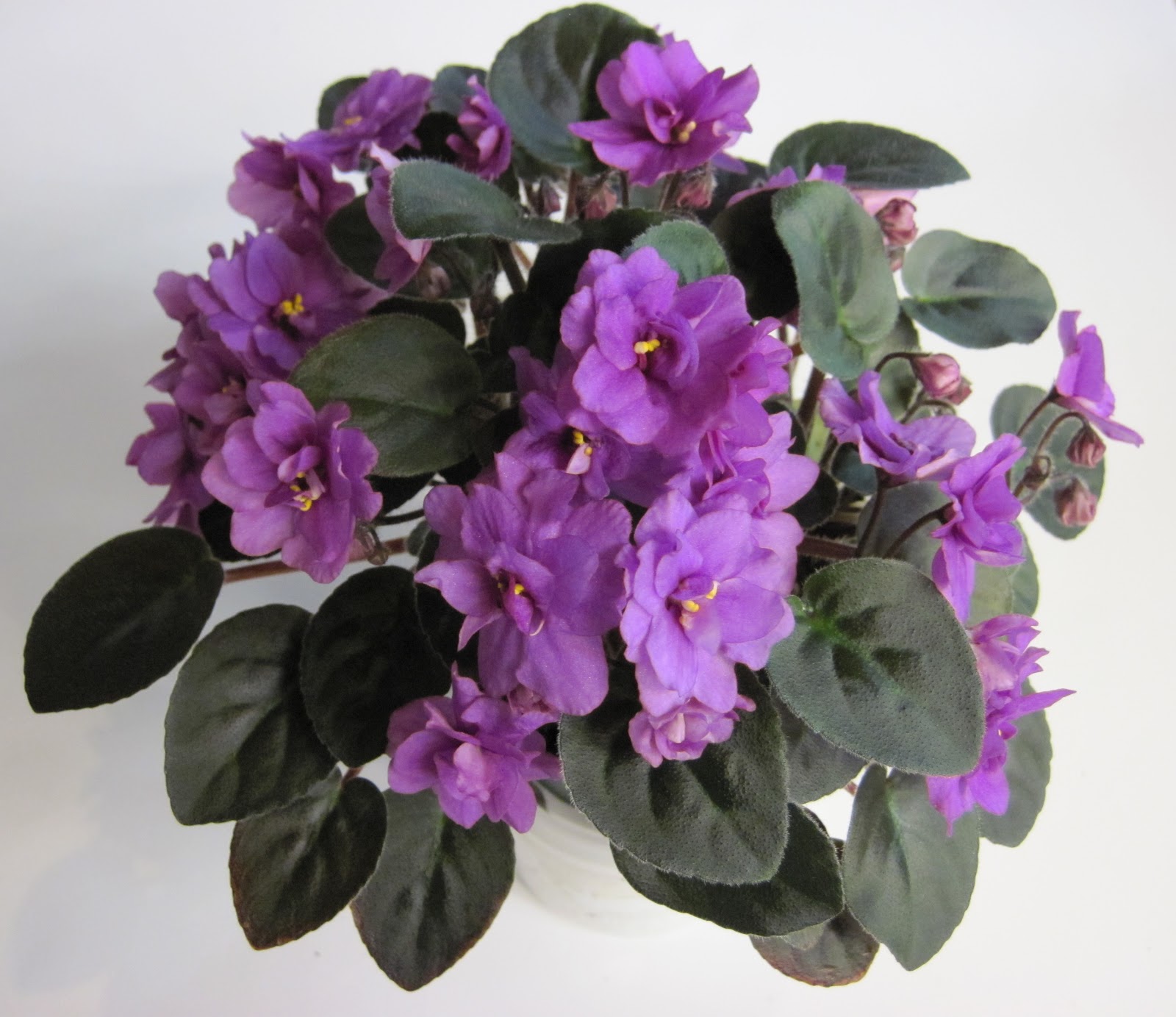 Violet Tiger: A summer update..a few in bloom