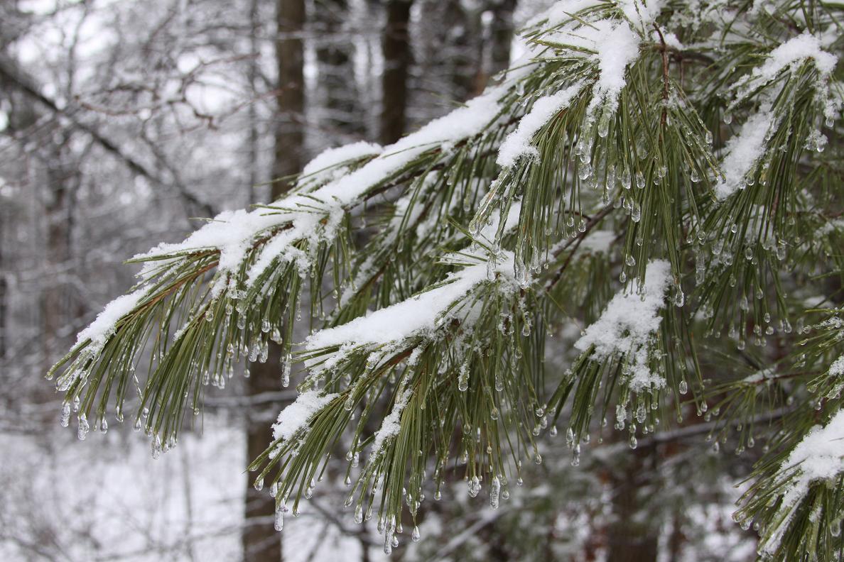 Michigan Exposures: Tobico Marsh