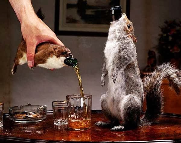 Funny Animals Drinking Beer | Amazing New Pictures | wallpaper hd 1080p