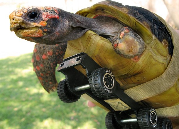 Funny Image Collection: Best Weird funny pictures!