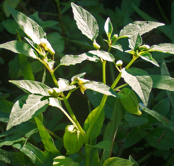 Jelajah ilmu pengetahuan: Khasiat dan Manfaat Ceplukan atau ciplukan ...