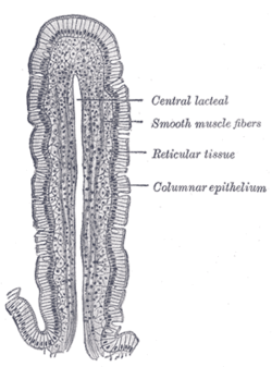 Physiology & Anatomy: Six Epithelia Tissues