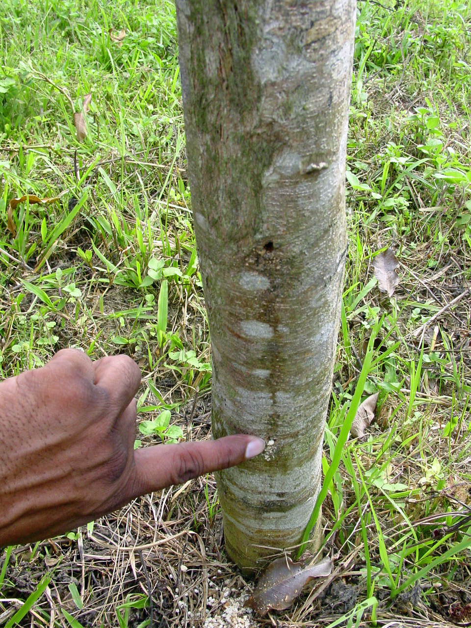 Olive and Oud: What is Oud Anyway? And How Do You Pronounce It?