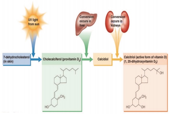 Vitamin D (Definisi, Metabolisme, Kebutuhan dan Sumber) - KajianPustaka.com