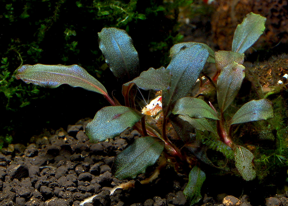 Bucephalandra: Bucephalandra sp. Brownie Helena