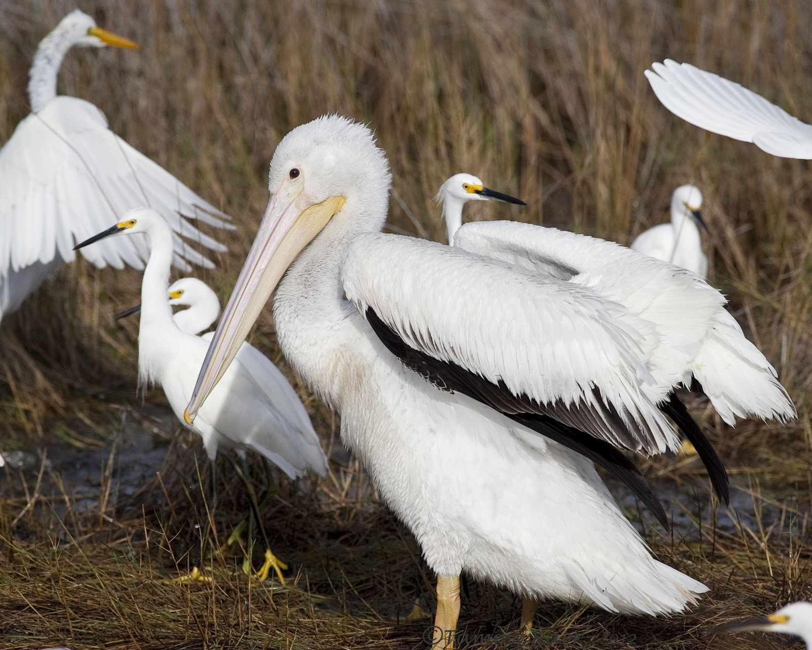 i heart florida birds: Snow White Birds