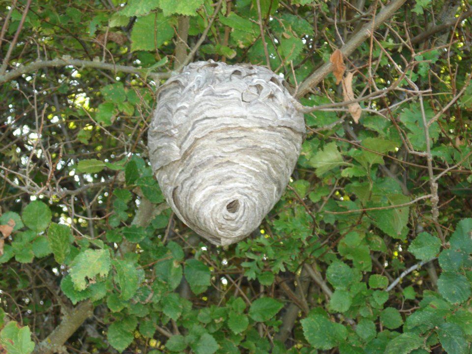 La colmena natural de abejas