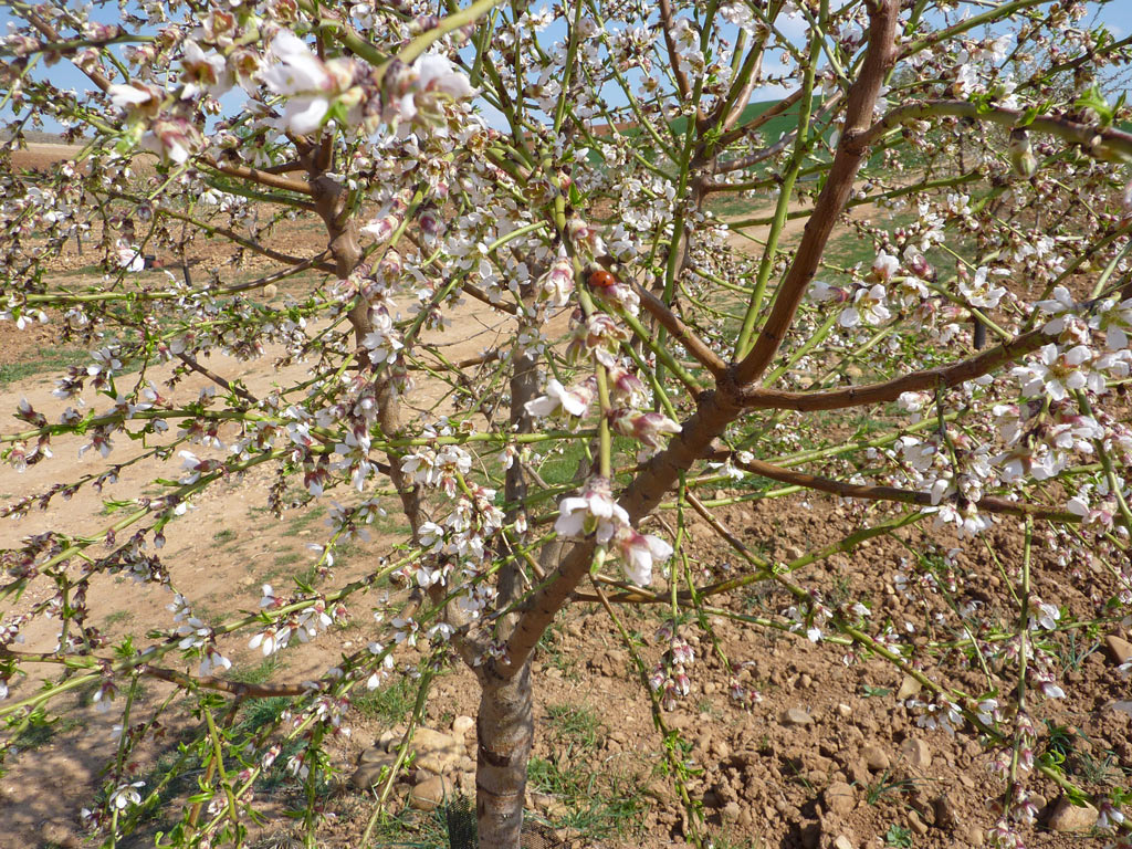 Plantación de almendros