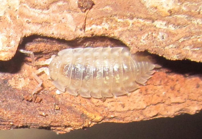 Invertebrate Dude: Eleodes osculans Adults & New Oniscus asellus Morphs!