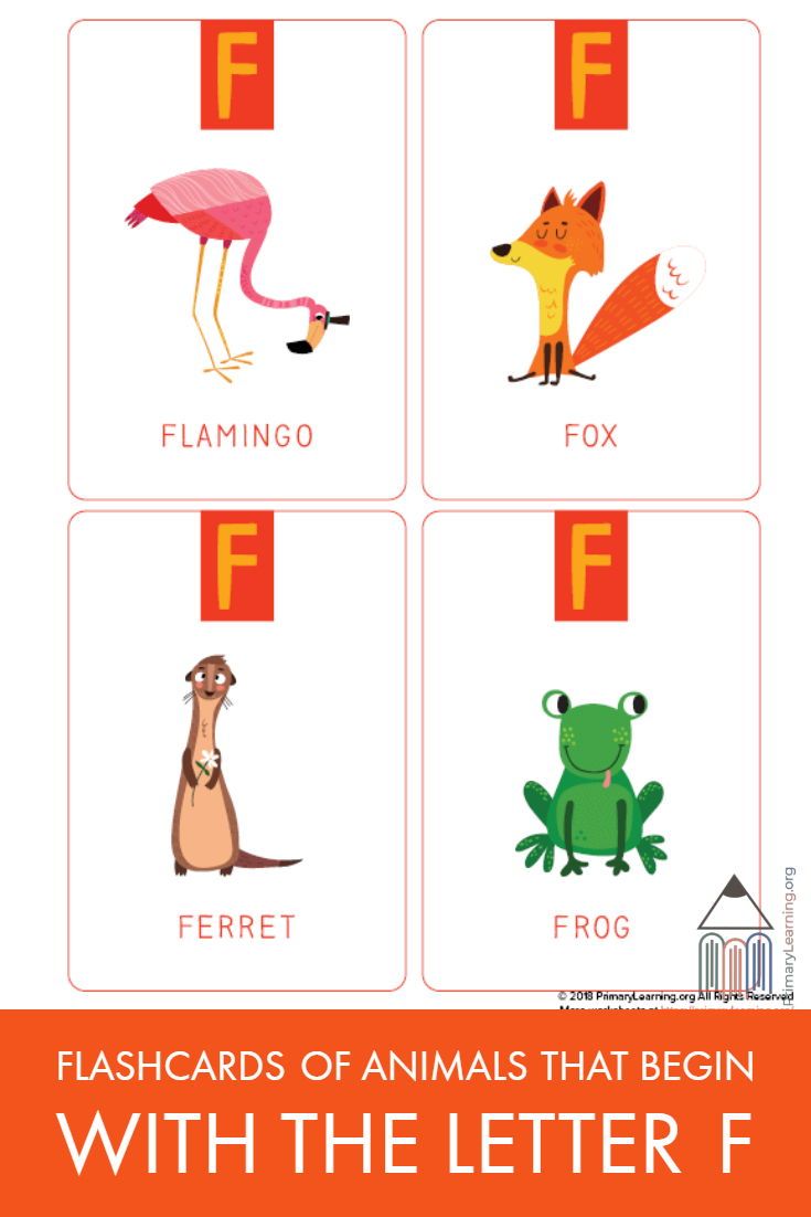 Animals That Start With The Letter F ~ Thankyou Letter